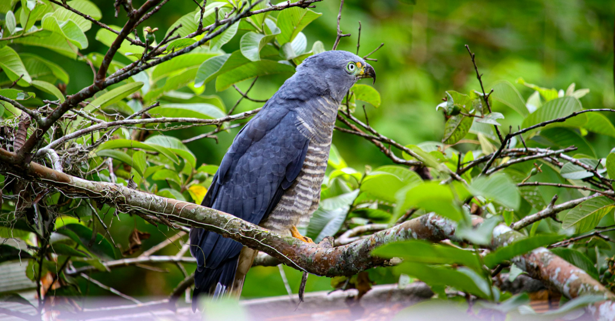 COP30 em Belém: da promessa à execução - Apsis Carbon